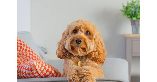 Cavapoo- a kistestű kutyafajták új csillaga